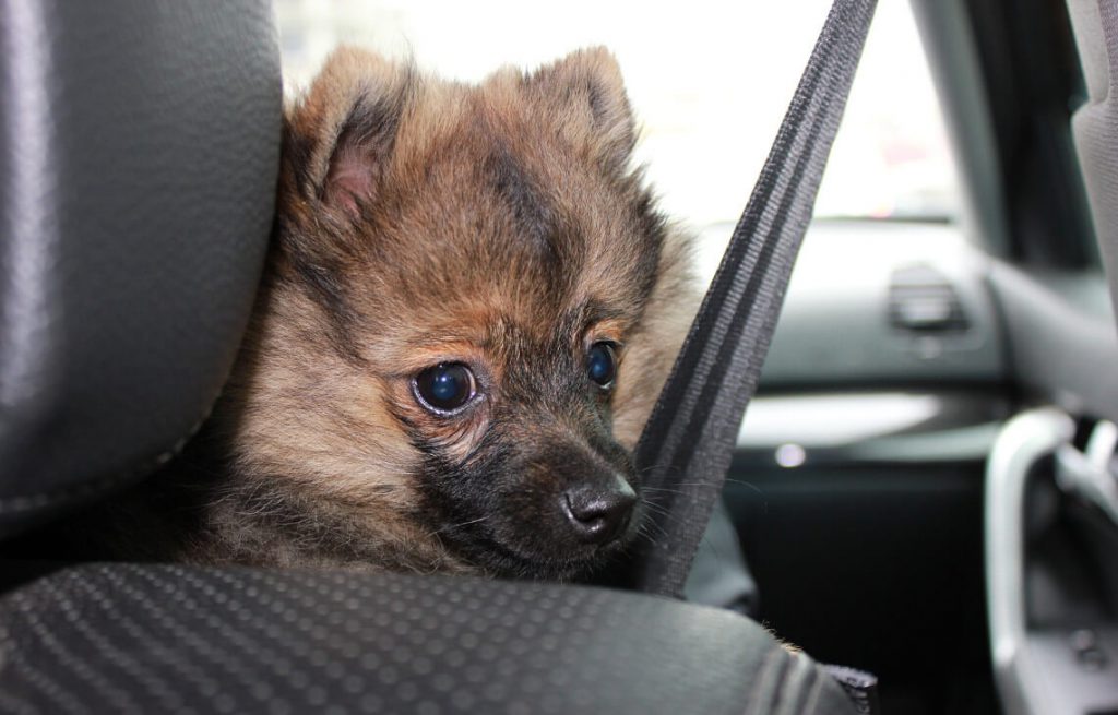 V.I.P. - Your Very Important Pets transfer service | Sixt Magazine