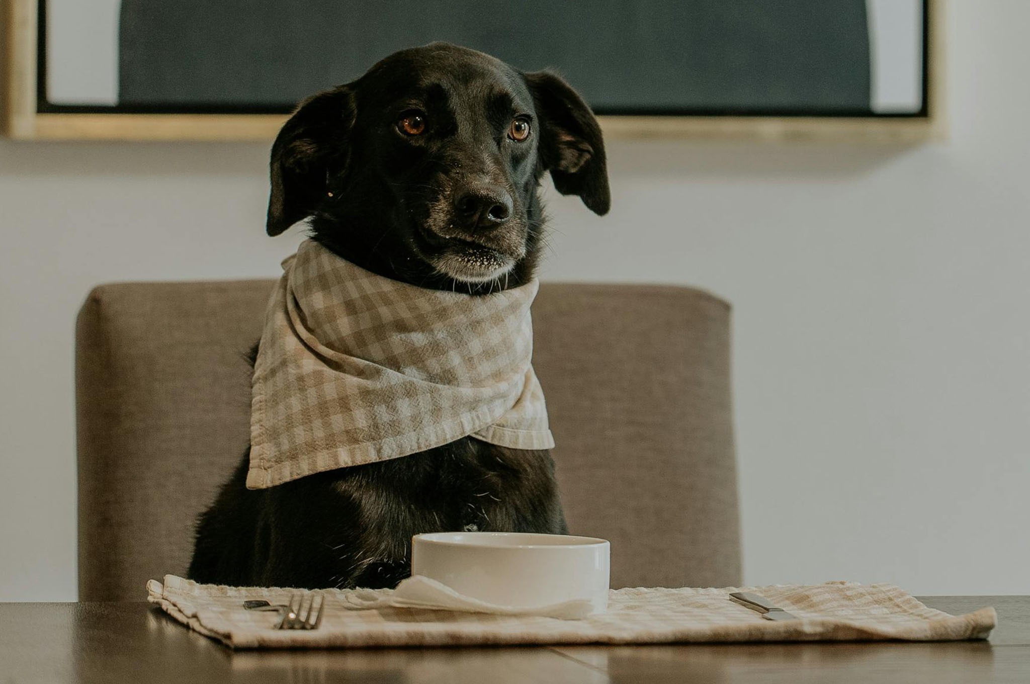 Dog-Friendly Dining Tips When Traveling | SIXT