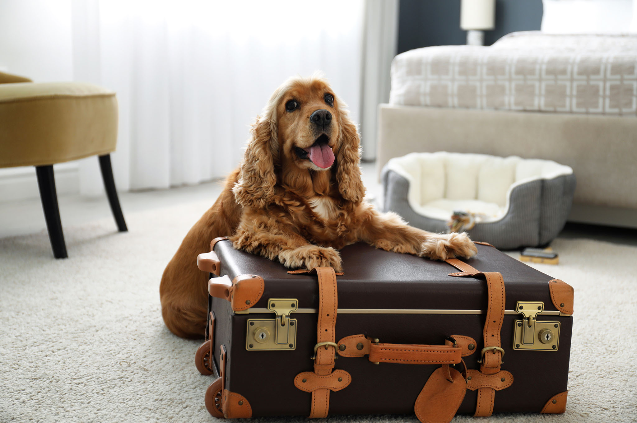 Dog Travel Kit Essentials | Traveling with Pets | SIXT