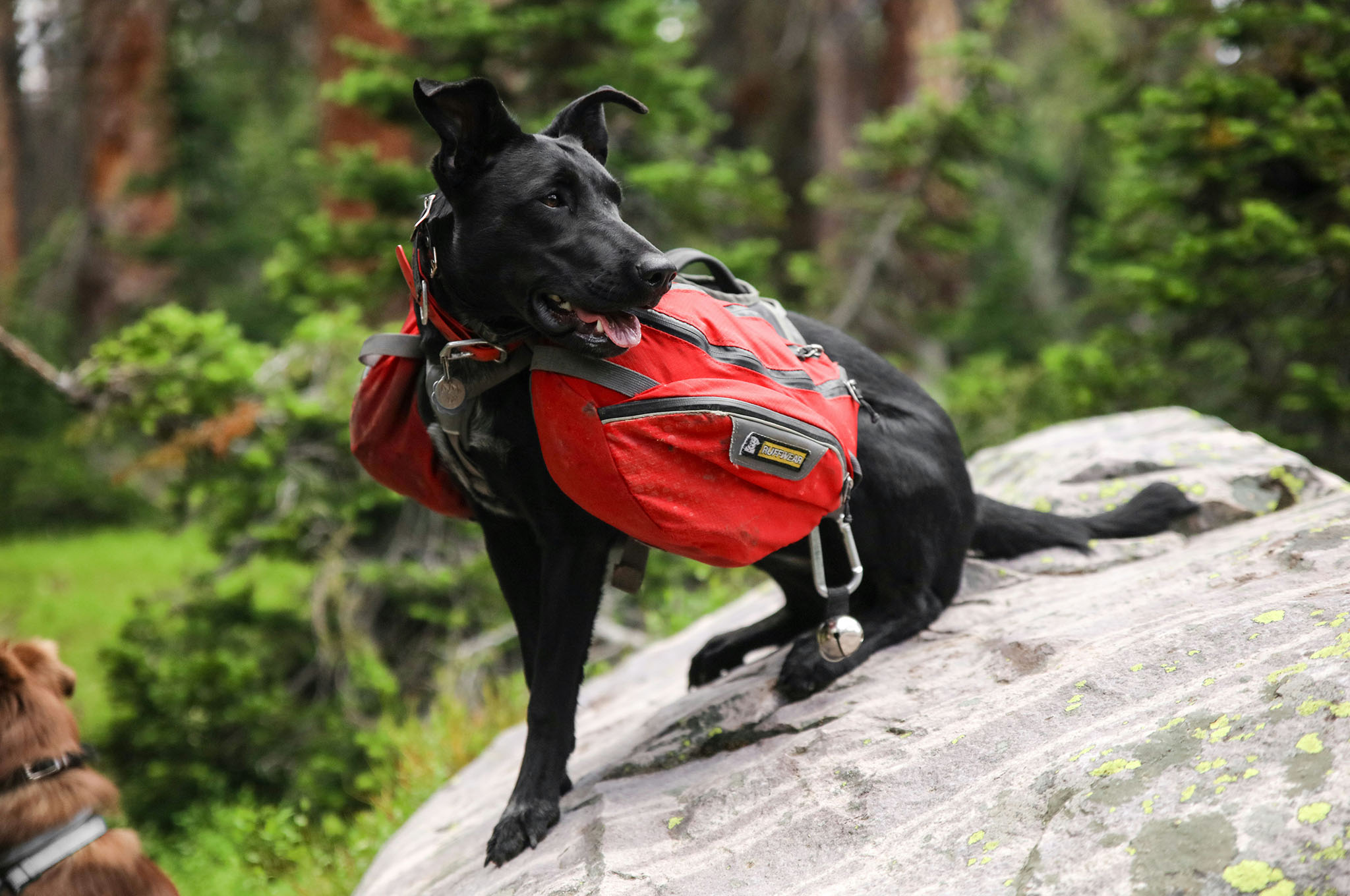 Tips for a Dog-Friendly Hiking Trip | Traveling with Pets | SIXT